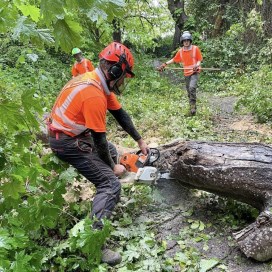 Wiltshire Tree Surgeons | Bawden Tree Care