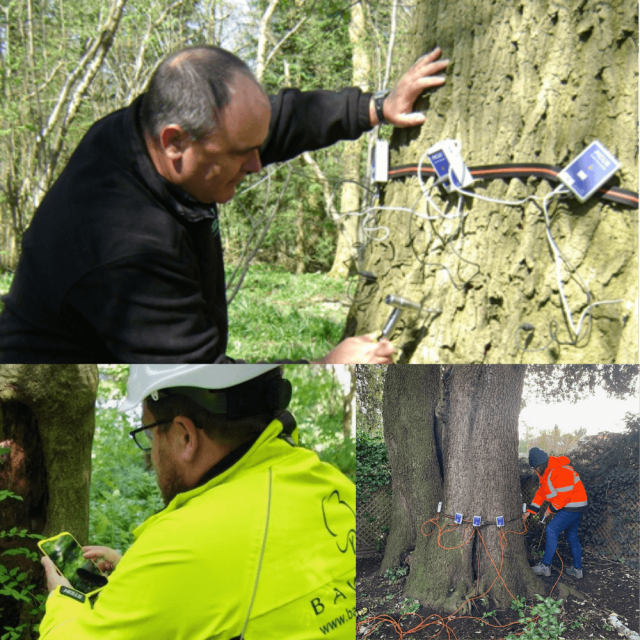 Arboricultural Surveyors and Tree Surveys Uncovered